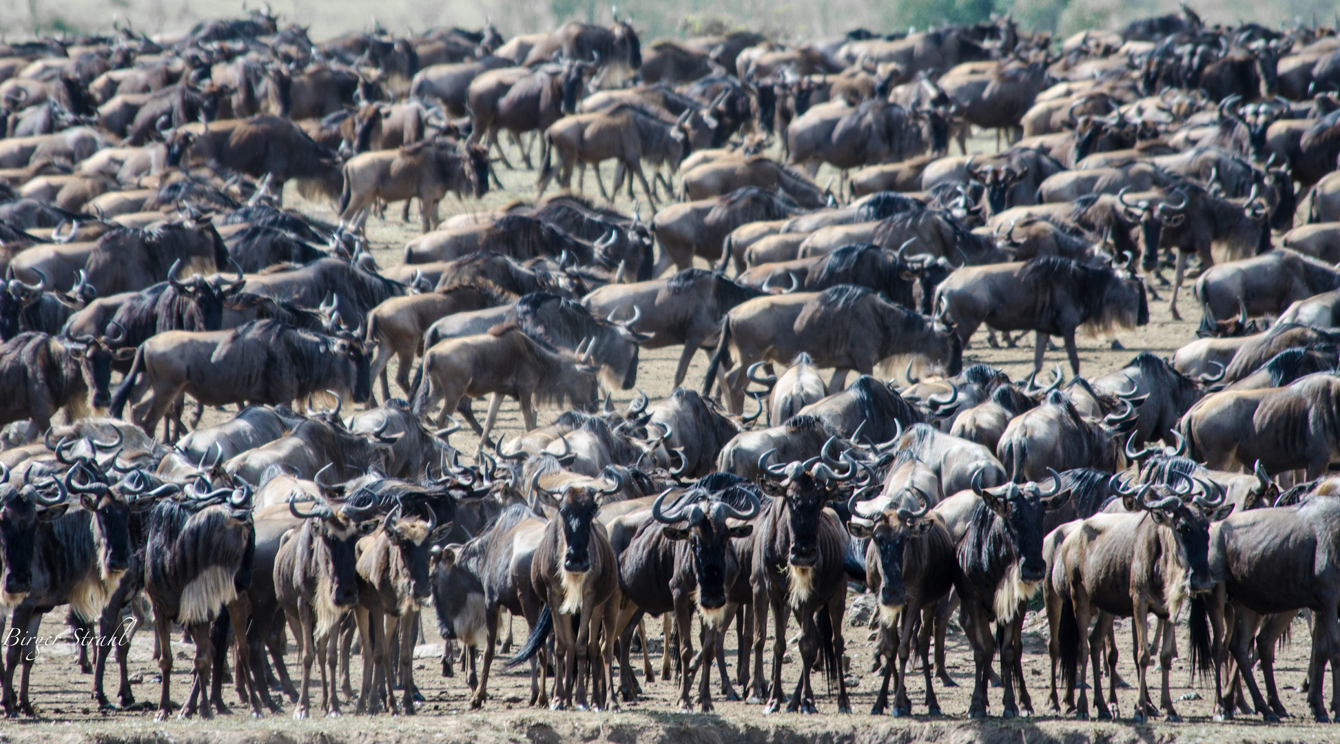 Und Gnu? Foto & Bild | tiere, wildlife, säugetiere Bilder auf fotocommunity