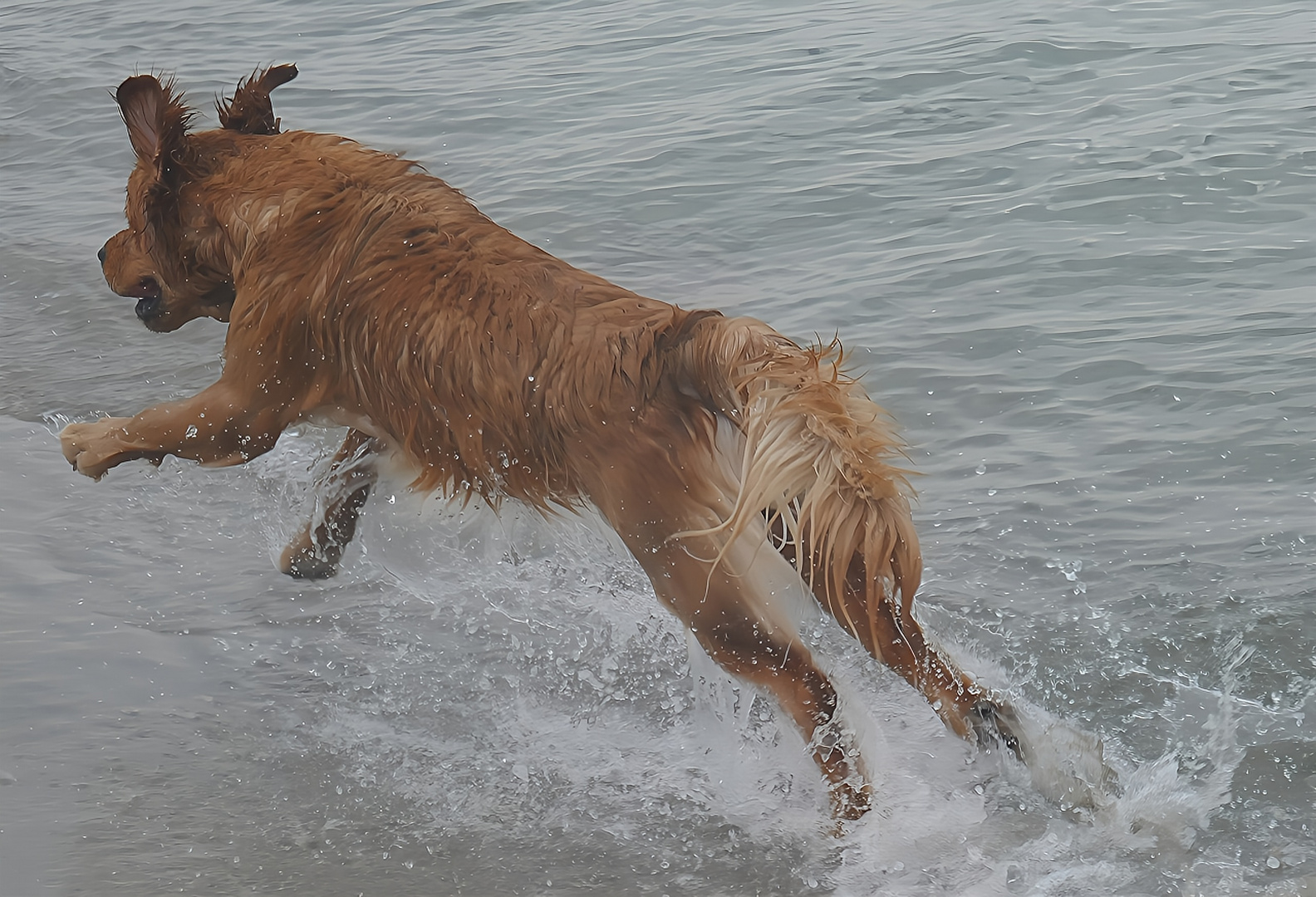 Und hinein in die Ostee ... Foto & Bild | tiere, haustiere, landschaft ...