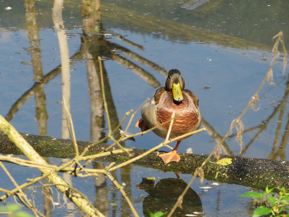 Und hoch das Bein... Foto & Bild | natur, landschaft, tiere Bilder auf ... Und hoch das Bein... Foto & Bild | natur, landschaft, tiere Bilder auf ...
