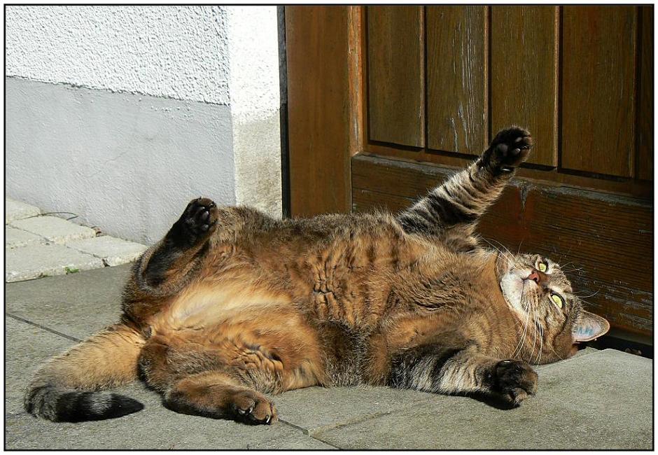und hoch das Bein Foto & Bild | tiere, haustiere, katzen Bilder auf ... und hoch das Bein Foto & Bild | tiere, haustiere, katzen Bilder auf ...