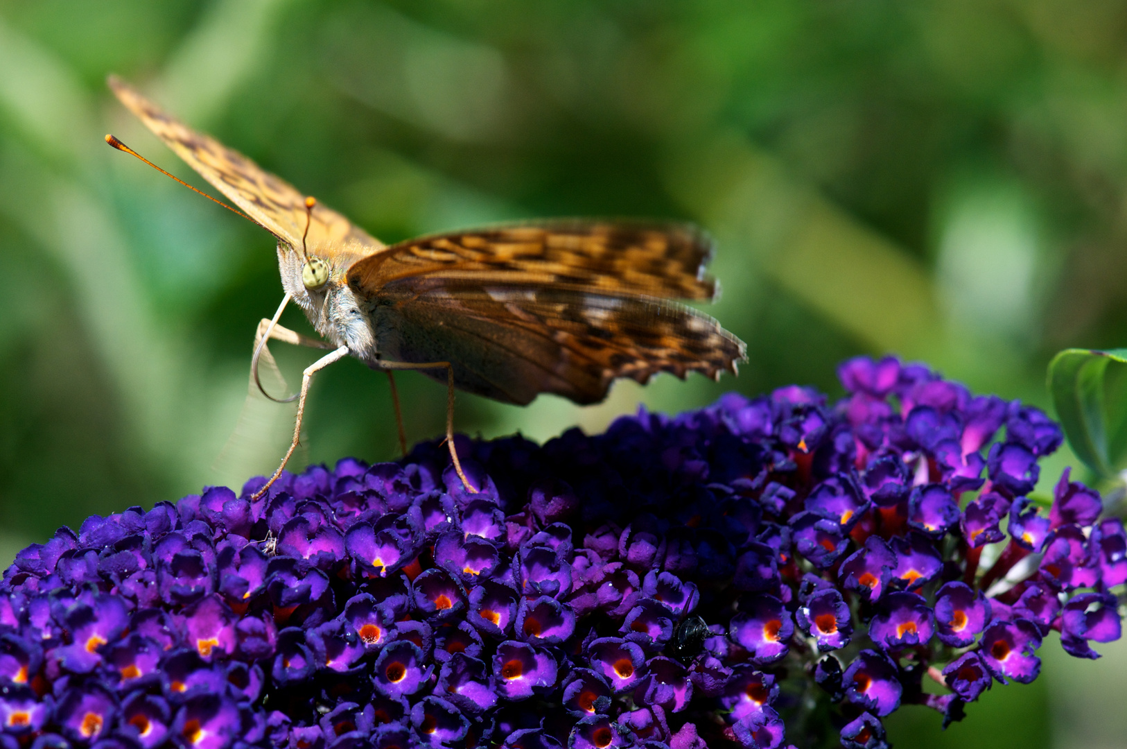 und hoch das Bein... Foto & Bild | tiere, wildlife, schmetterlinge ... und hoch das Bein... Foto & Bild | tiere, wildlife, schmetterlinge ...