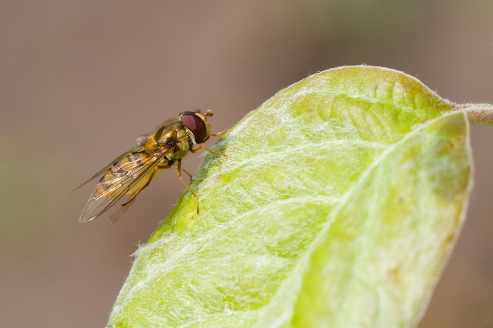 Und hoch das Bein! Foto & Bild | natur, schwebfliege, abflug Bilder auf ... Und hoch das Bein! Foto & Bild | natur, schwebfliege, abflug Bilder auf ...