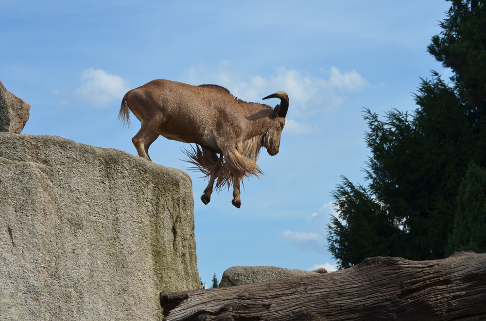 Und Hoppp..... Foto & Bild | tiere, zoo, wildpark & falknerei ...