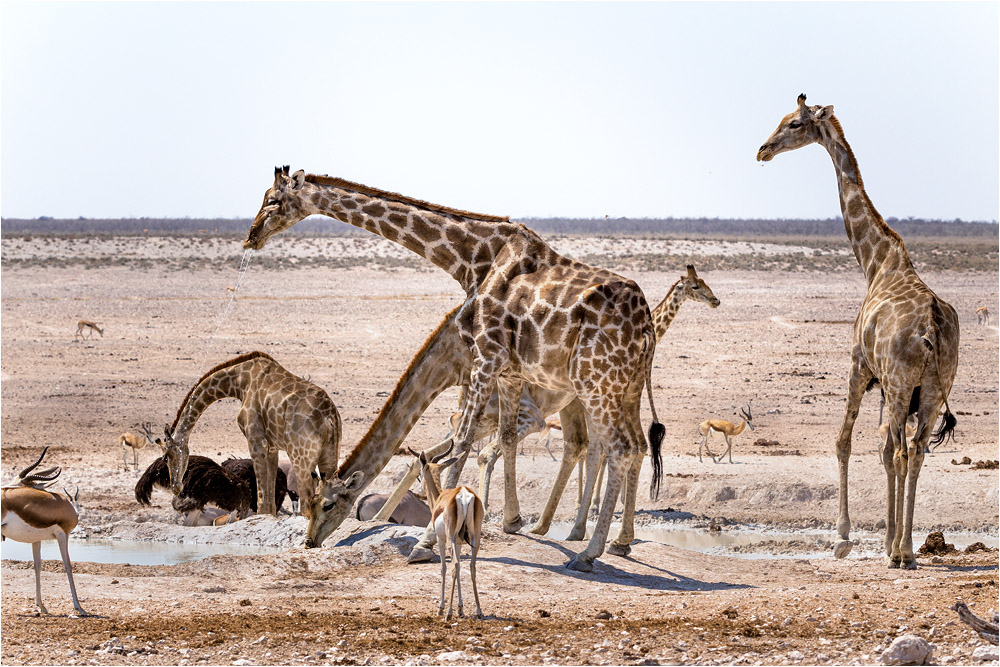 und ich dachte immer, nur Lamas können so weit Spucken... Foto & Bild ...