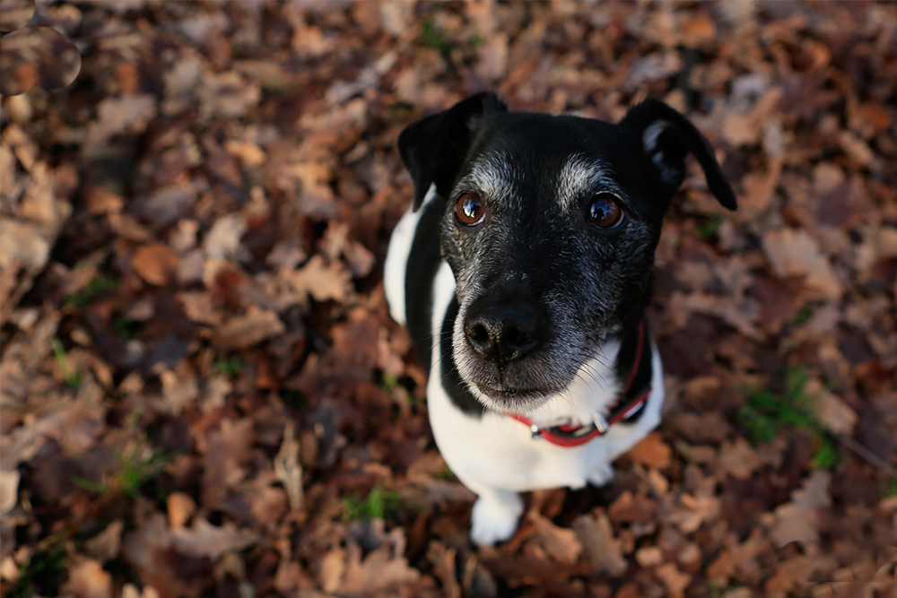 und immer schön wachsam sein..... Foto & Bild | tiere, haustiere, hunde Bilder auf fotocommunity