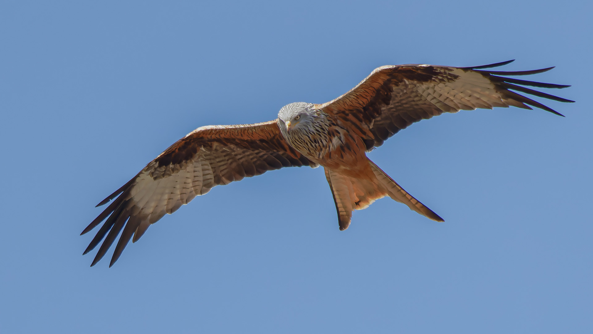 Und noch ein fliegender Vogel Foto & Bild | natur, tiere, vögel Bilder ...