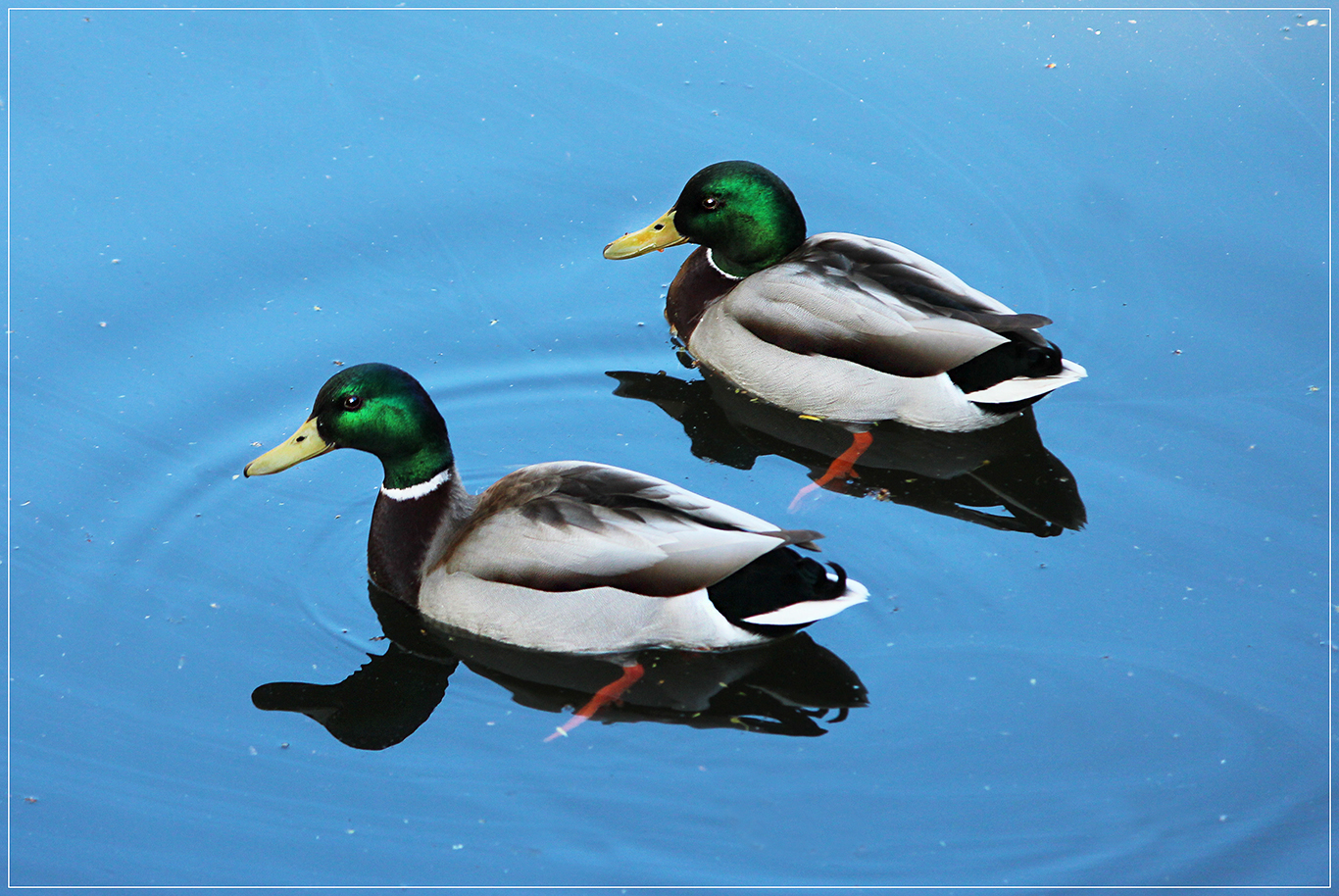 und noch zwei Enten Foto & Bild | spezial, natur, tiere Bilder auf ...
