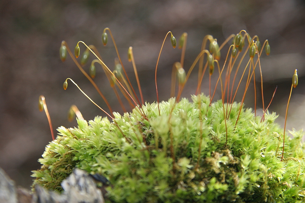 und noch'n Moos mit Sporenkapseln Foto & Bild | pflanzen, pilze ...