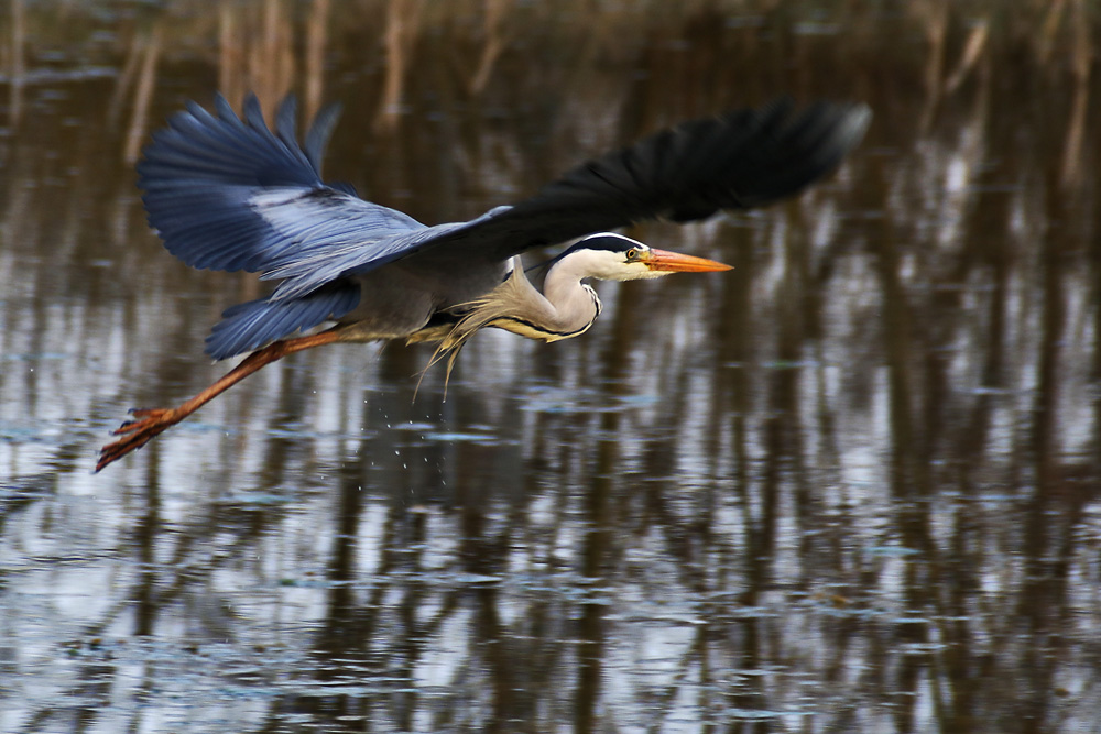...und schon ist er in der Luft..... Foto & Bild | tiere, wildlife ...