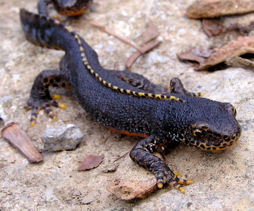 ...und schon wieder ein Molch Foto & Bild | tiere, wildlife, amphibien ...