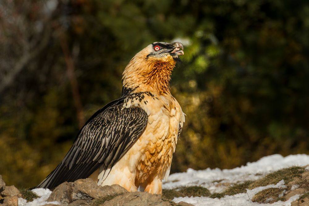 Und tschüss !!! Foto & Bild | tiere, wildlife, wild lebende vögel ...