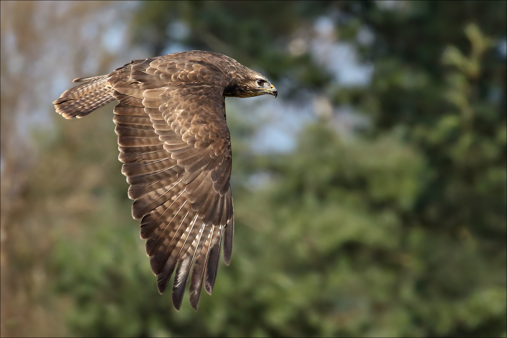 Und Tschüss.... Foto & Bild | natur, vogel, greifvogel Bilder auf ...