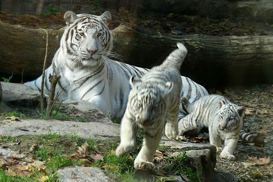 Und tschüß Foto & Bild | tiere, zoo, wildpark & falknerei, säugetiere ...