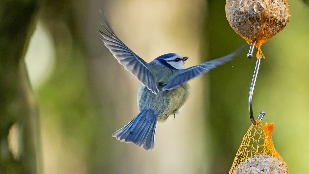Und tschüss! Foto & Bild | tiere, wildlife, wild lebende vögel Bilder ...
