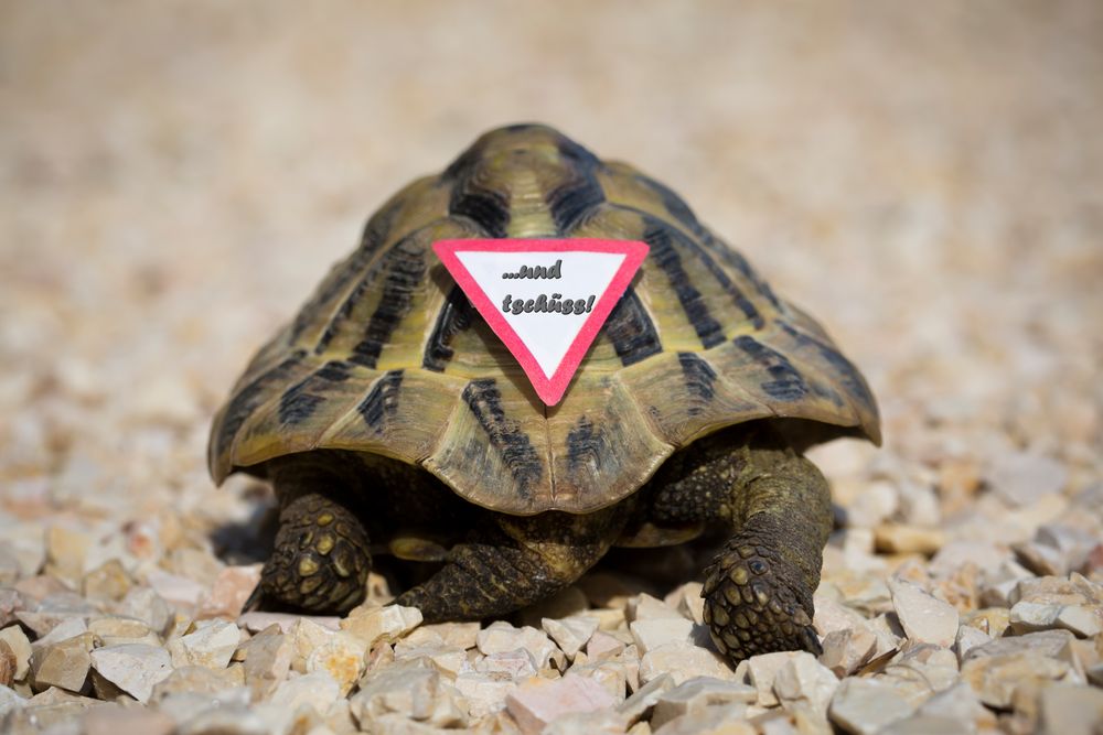 und Tschüss Foto & Bild | quatsch, fun und rätselecke, humorvolle ...