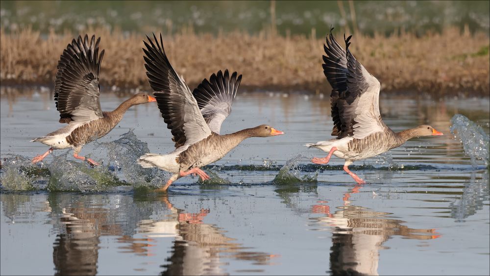 Und Tschüss.... Foto & Bild | natur, vogel, tiere Bilder auf fotocommunity