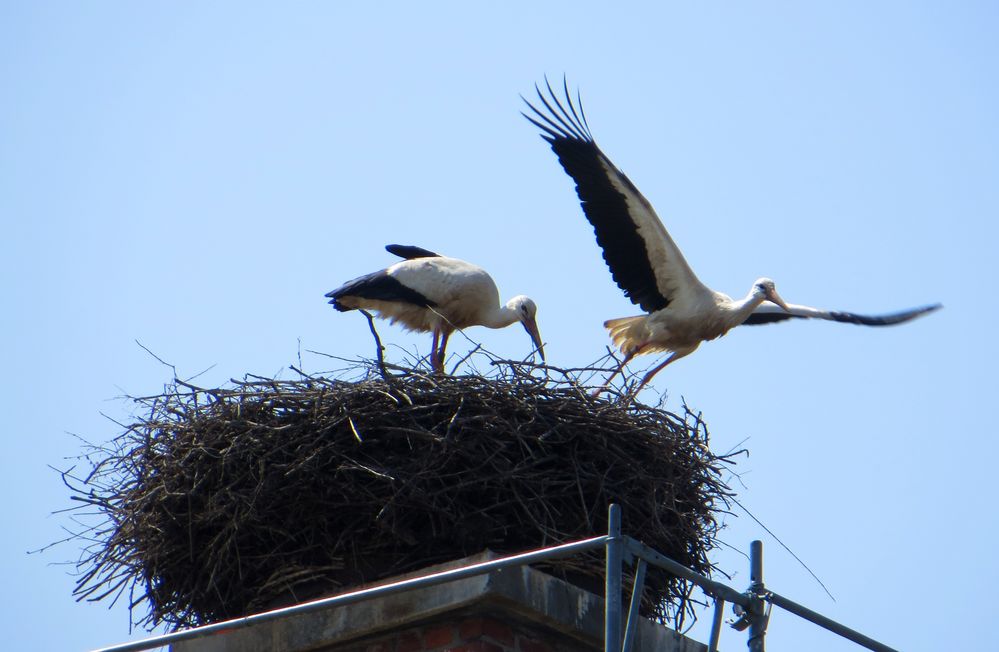 und tschüß Foto & Bild | tiere, wildlife, wild lebende vögel Bilder auf ...