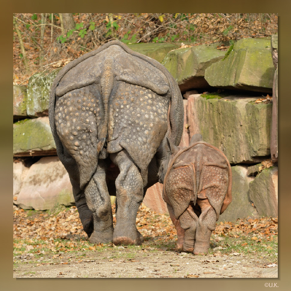 ...und tschüss... Foto & Bild | tiere, zoo, wildpark & falknerei ...