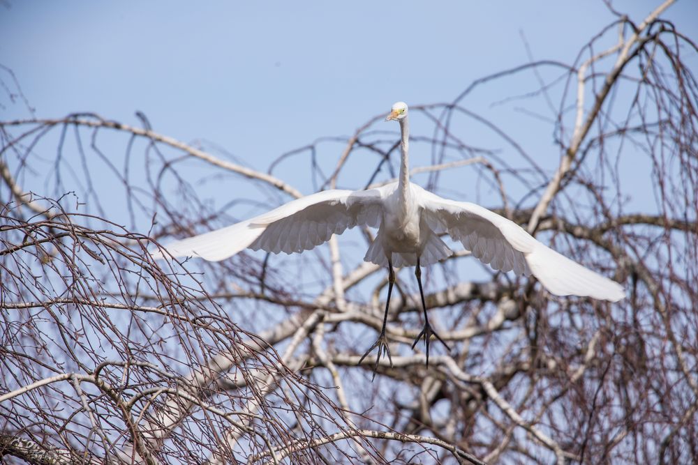 Und tschüss! Foto & Bild | tiere, wildlife, wild lebende vögel Bilder ...