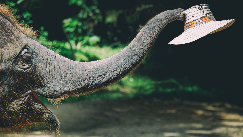 und tschüß Foto & Bild | tiere, wildlife, säugetiere Bilder auf ...