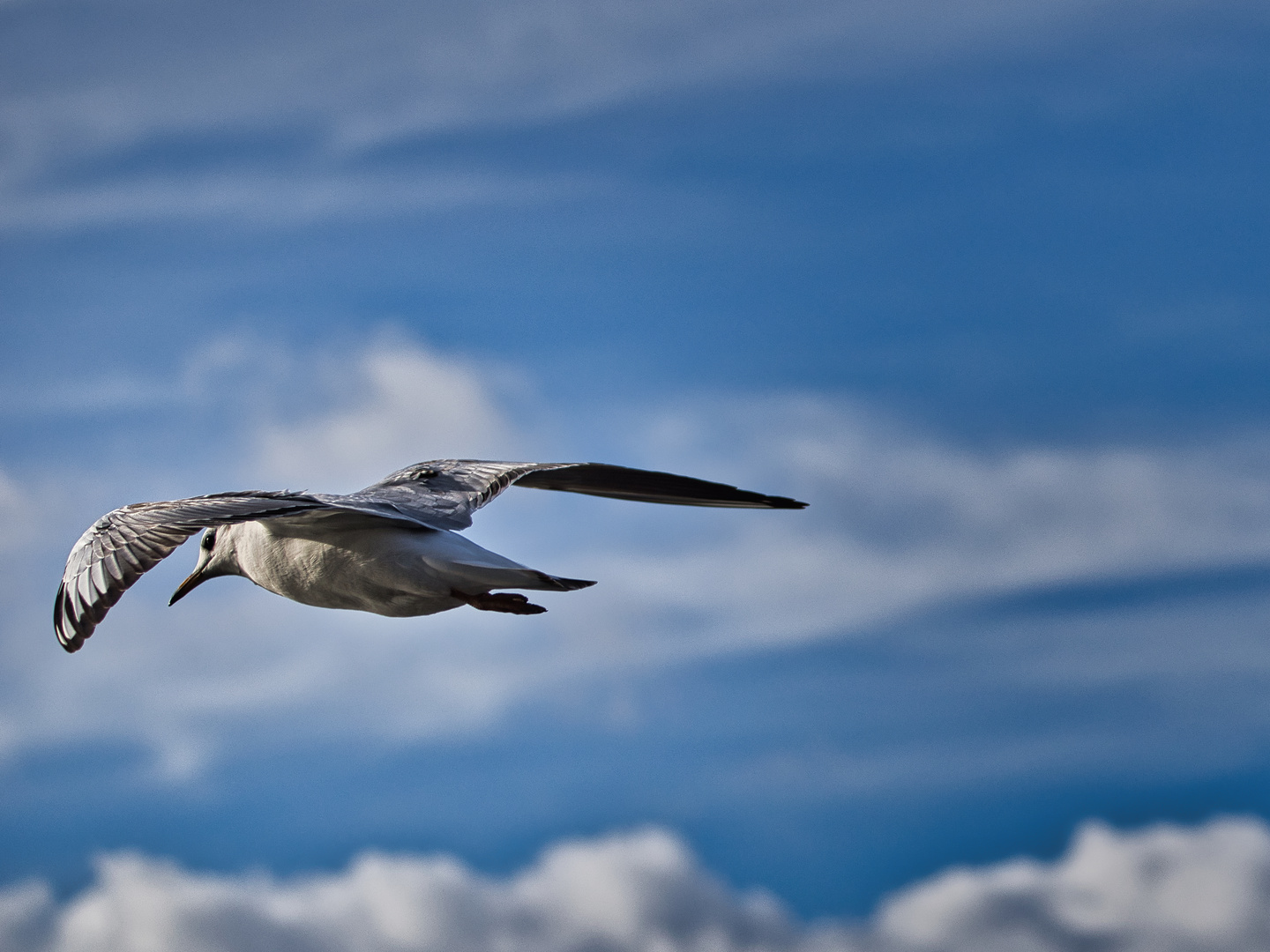 Und Tschüss Foto & Bild | tiere, wildlife, wild lebende vögel Bilder ...