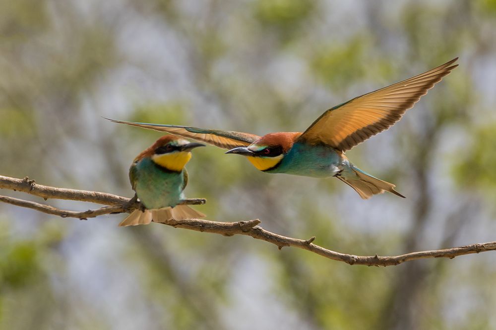 Und Tschüss Foto & Bild | europe, Österreich, tiere Bilder auf ...