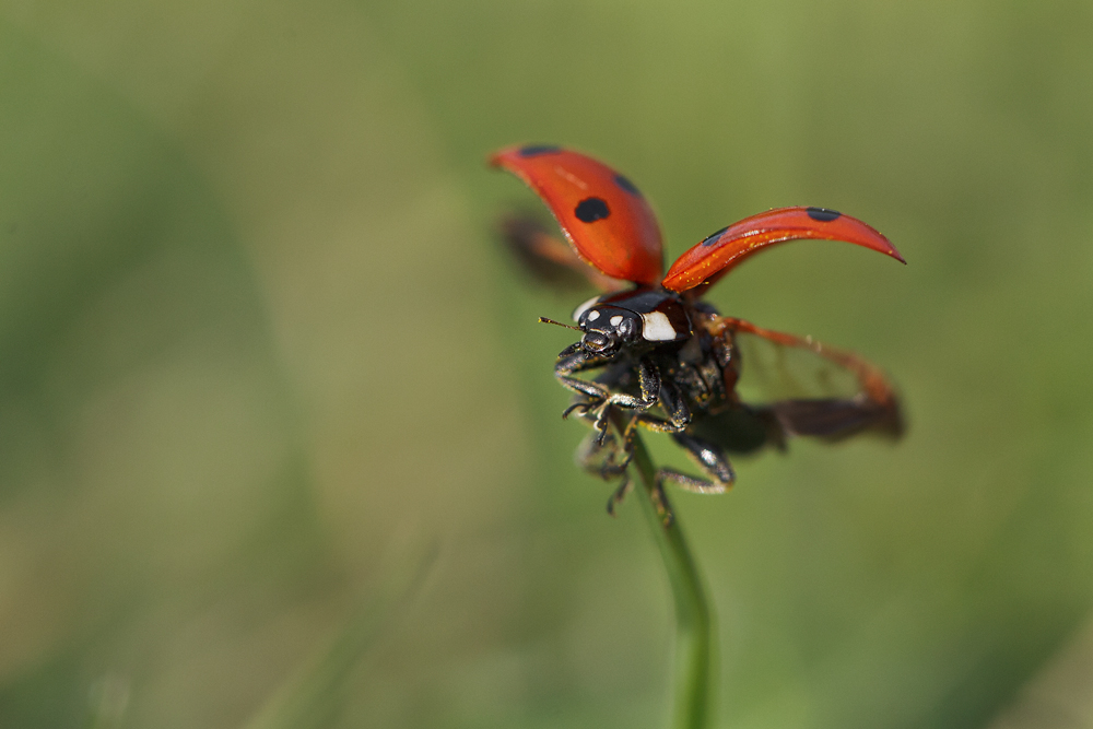 ...und Tschüss Foto & Bild | tiere, wildlife, insekten Bilder auf ...