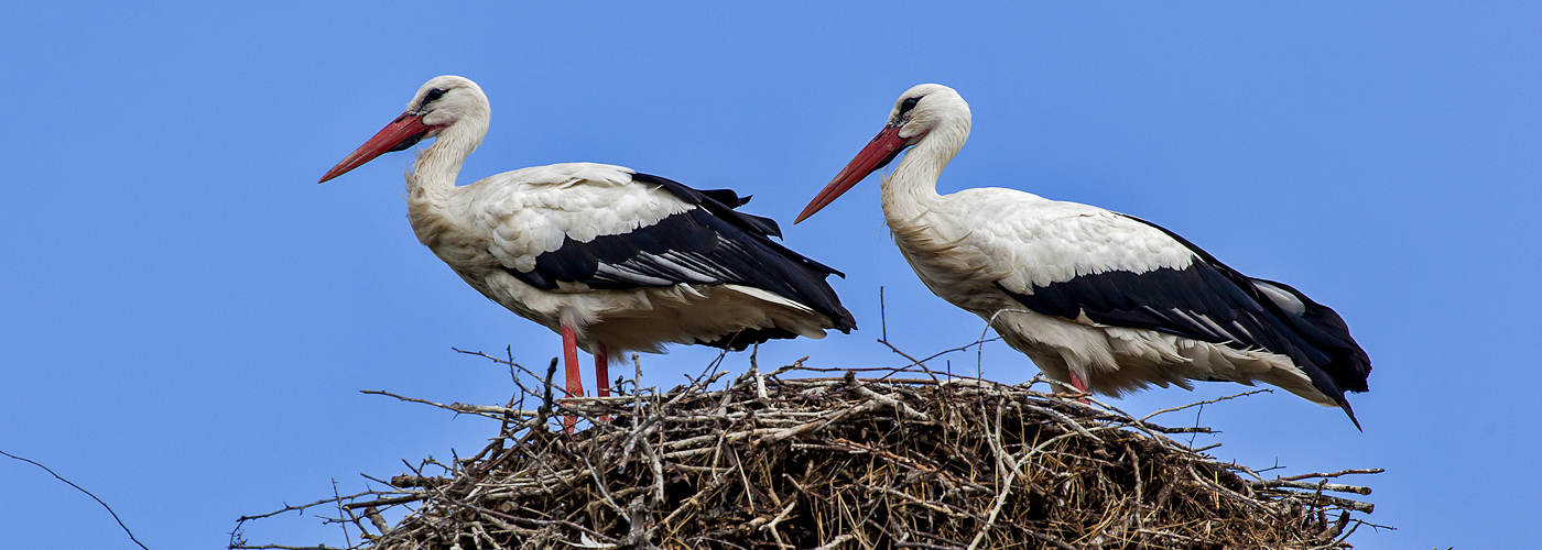 UND TSCHÜSS ... Foto & Bild | tiere, wildlife, wild lebende vögel ...