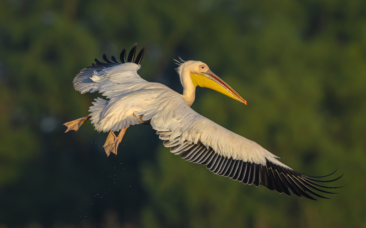 und tschüss ... Foto & Bild | europe, balkans, tiere Bilder auf ...