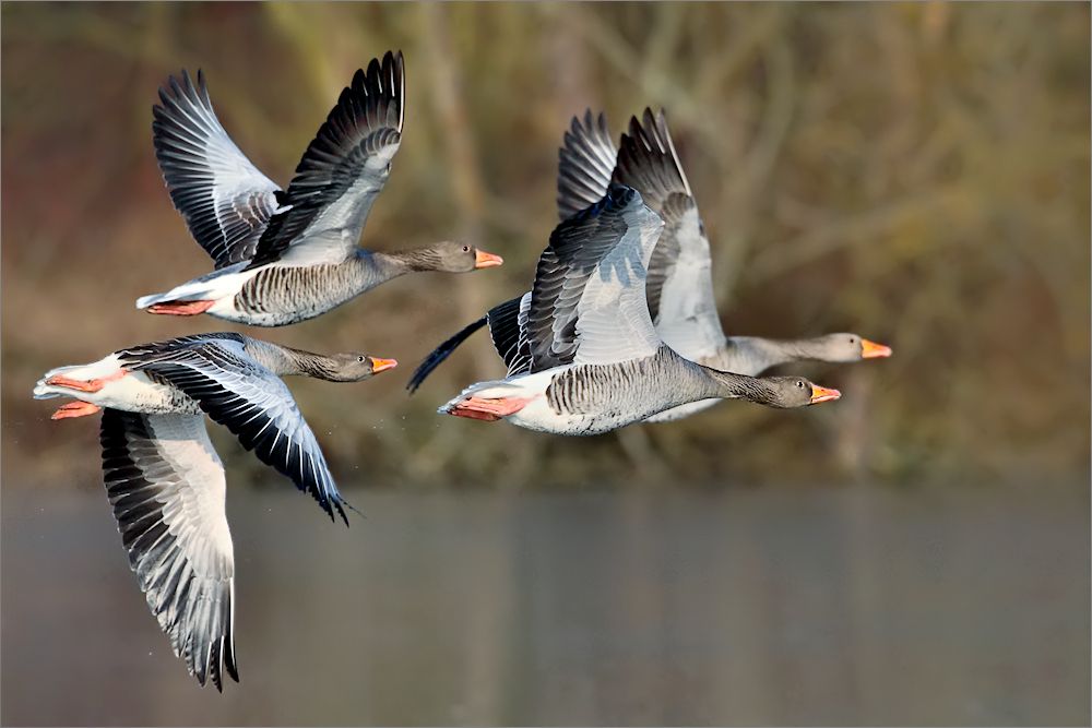 ...und tschüss... Foto & Bild | tiere, wildlife, wild lebende vögel ...