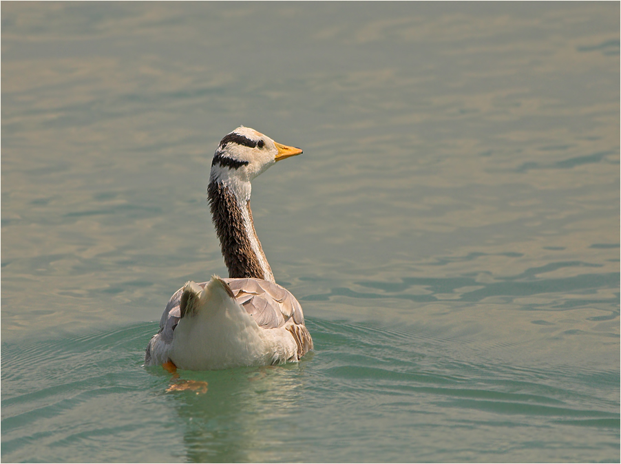 und Tschüß .. Foto & Bild | tiere, wildlife, wild lebende vögel Bilder ...