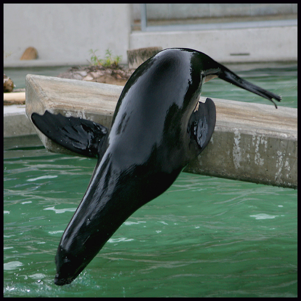 Und Tschüß Foto & Bild | tiere, zoo, wildpark & falknerei, säugetiere ...