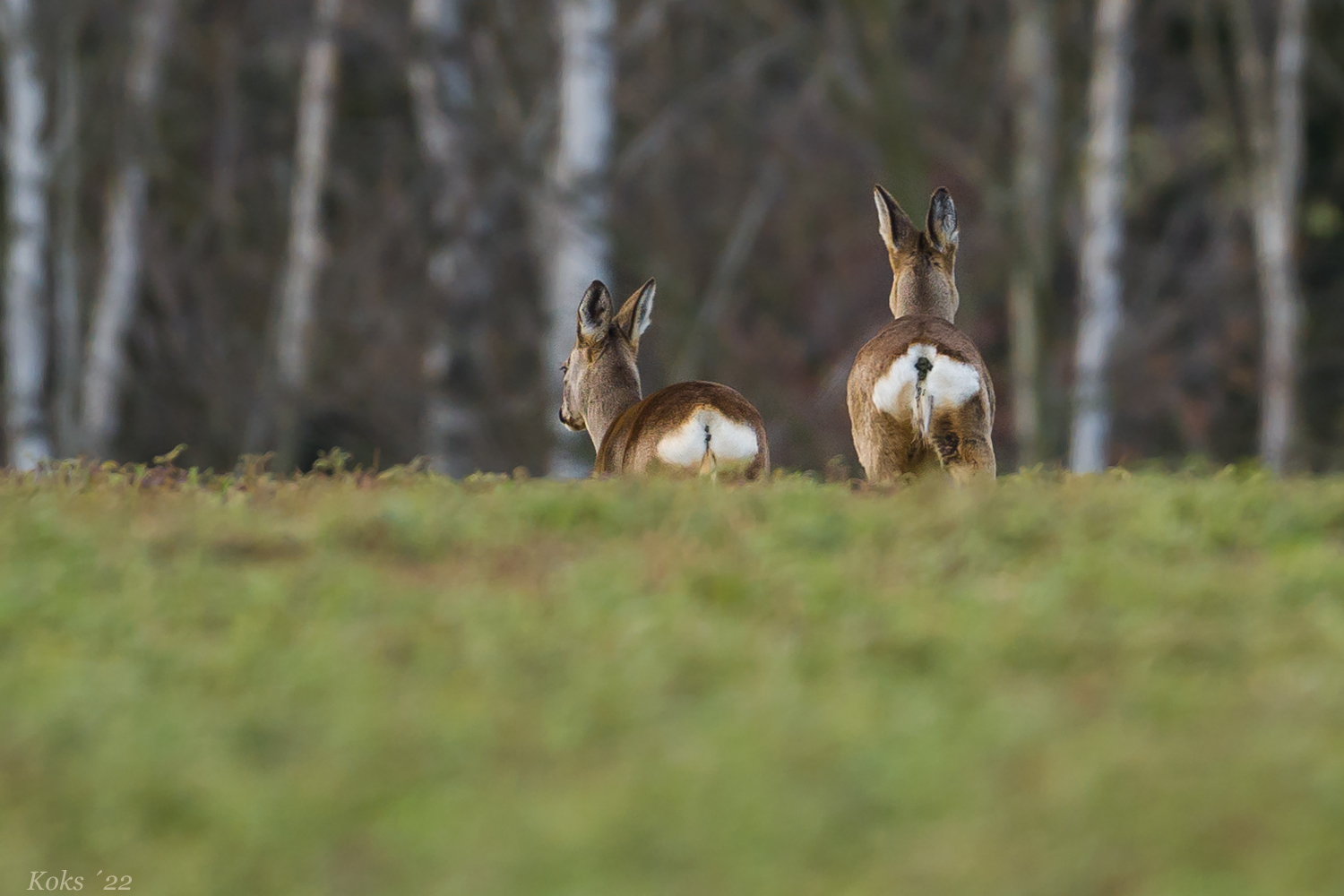 und Tschüß Foto & Bild | spezial, frühling, natur Bilder auf fotocommunity