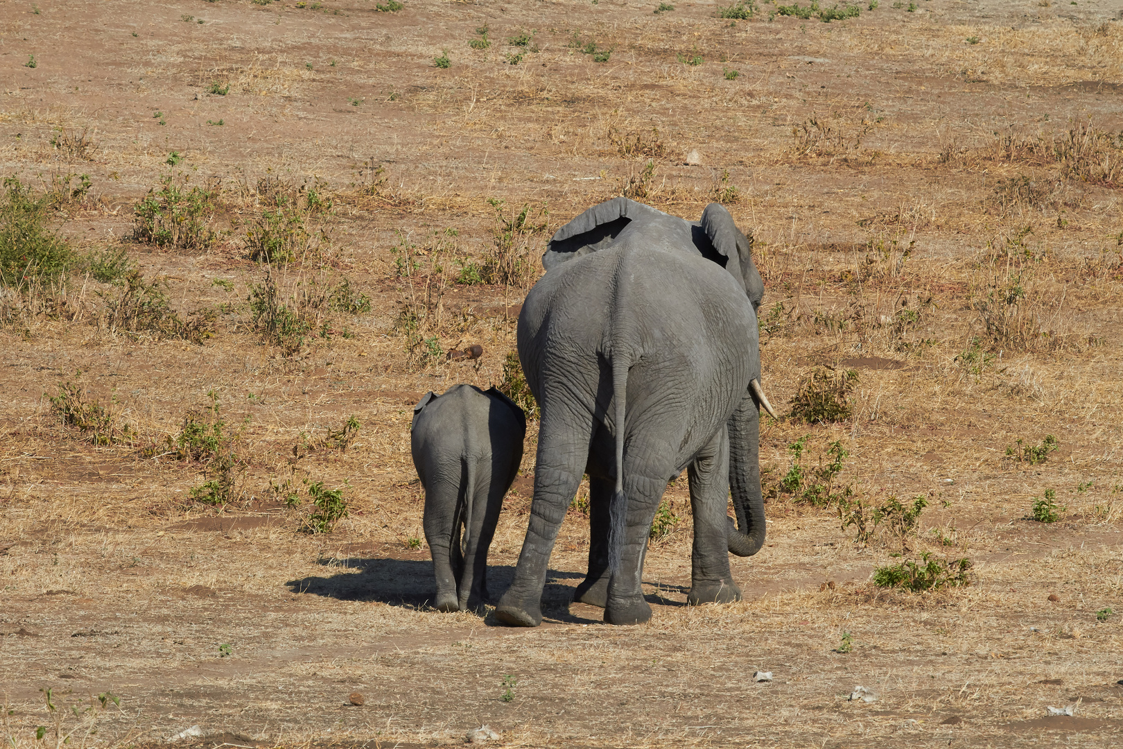 und tschüß Foto & Bild | natur, tiere, wildlife Bilder auf fotocommunity