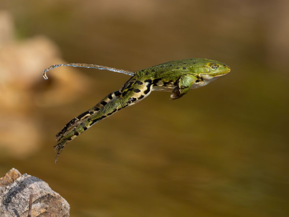 Und Tschüss VII Foto & Bild | spezial, wasser, natur Bilder auf ...