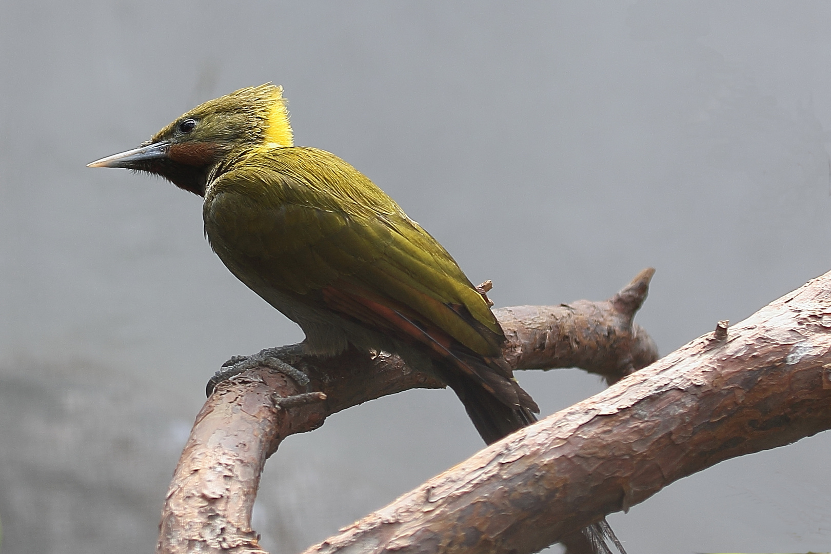 Und was bist du fü'n seltener Vogel? Foto & Bild | tiere, zoo, wildpark ...