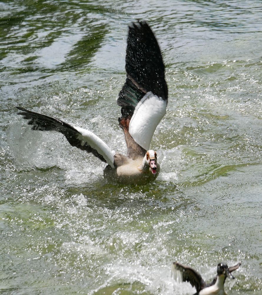 Und weiter Foto & Bild | tiere, wildlife, wild lebende vögel Bilder auf ...