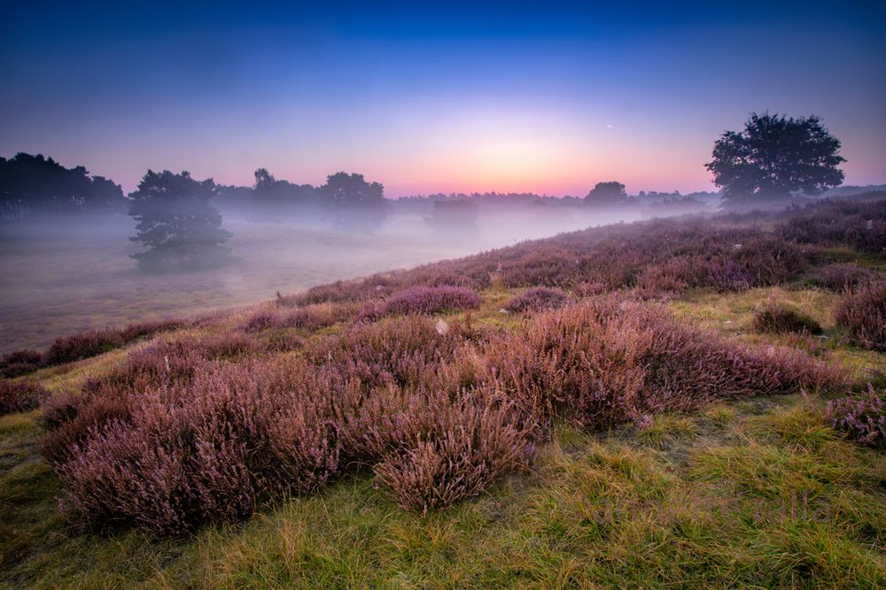 Und wieder ging es in die Heide .... Foto & Bild | rot, blau ...