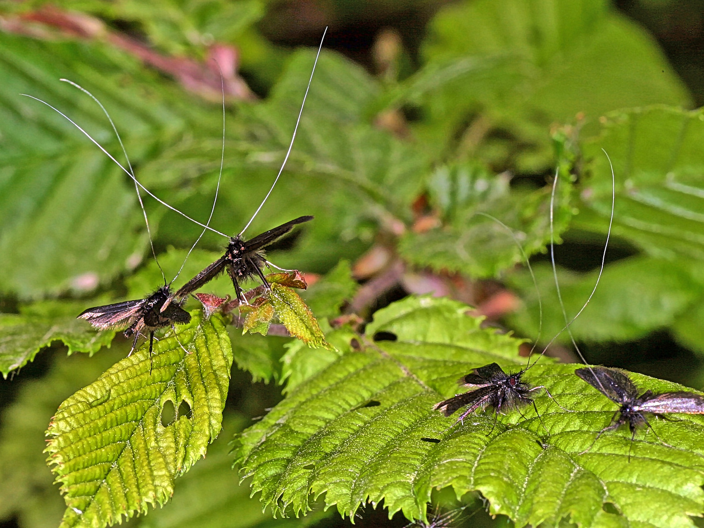 Und wieder Motten....... Foto & Bild | tiere, wildlife, schmetterlinge ...