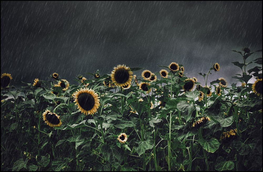 Und wieder regnet es ! Foto & Bild | jahreszeiten, sommer, natur Bilder ...