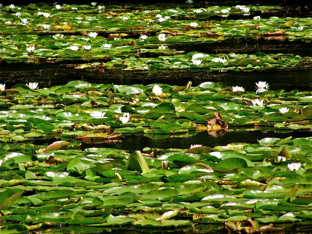 ..UND WO IST DER SEE ???... Foto & Bild | pflanzen, pilze & flechten ...