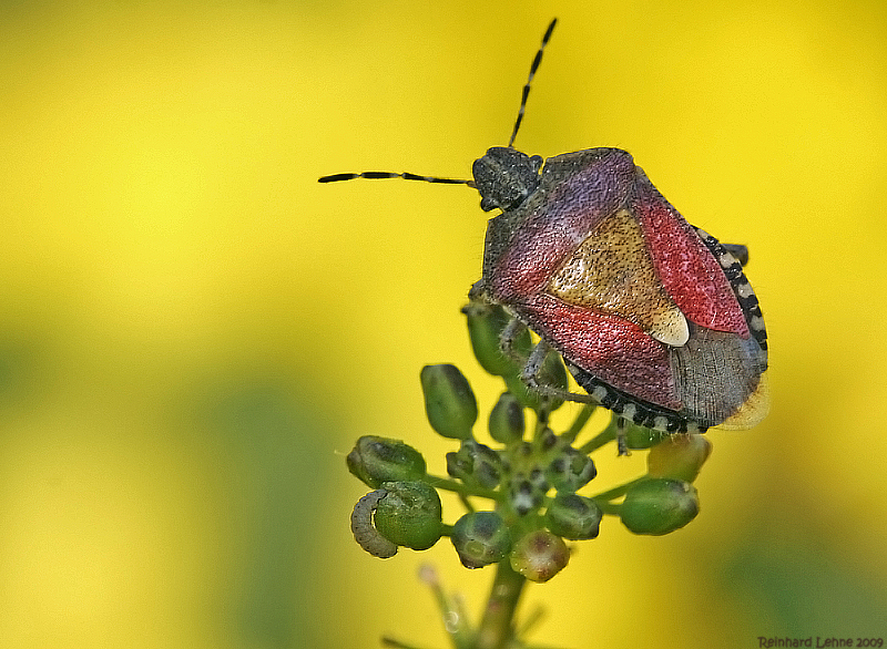 Und wo ist die Raupe ? Foto & Bild | tiere, wildlife, insekten Bilder ...