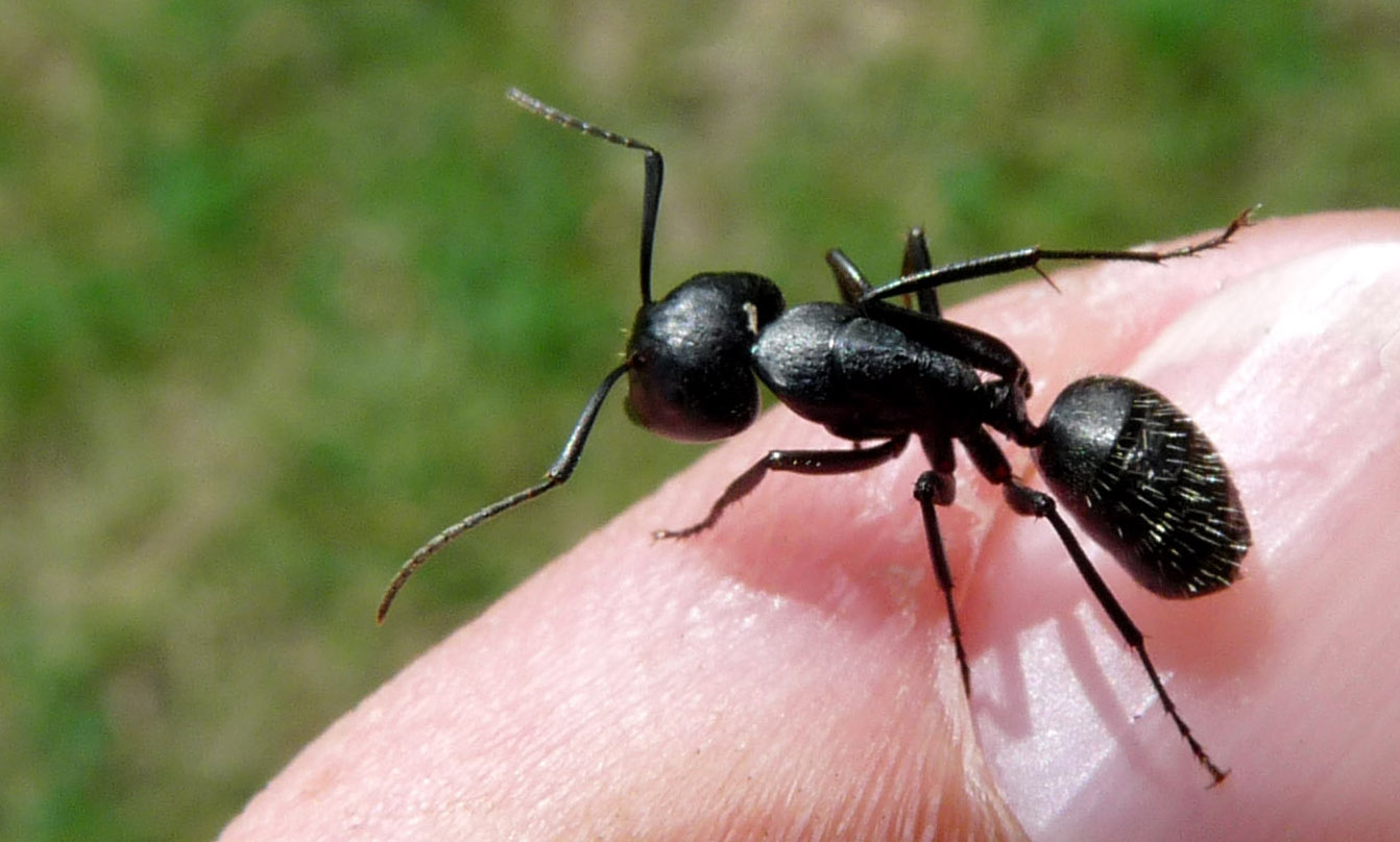 Une autre bestiole. photo et image | nature, fourmis Images fotocommunity