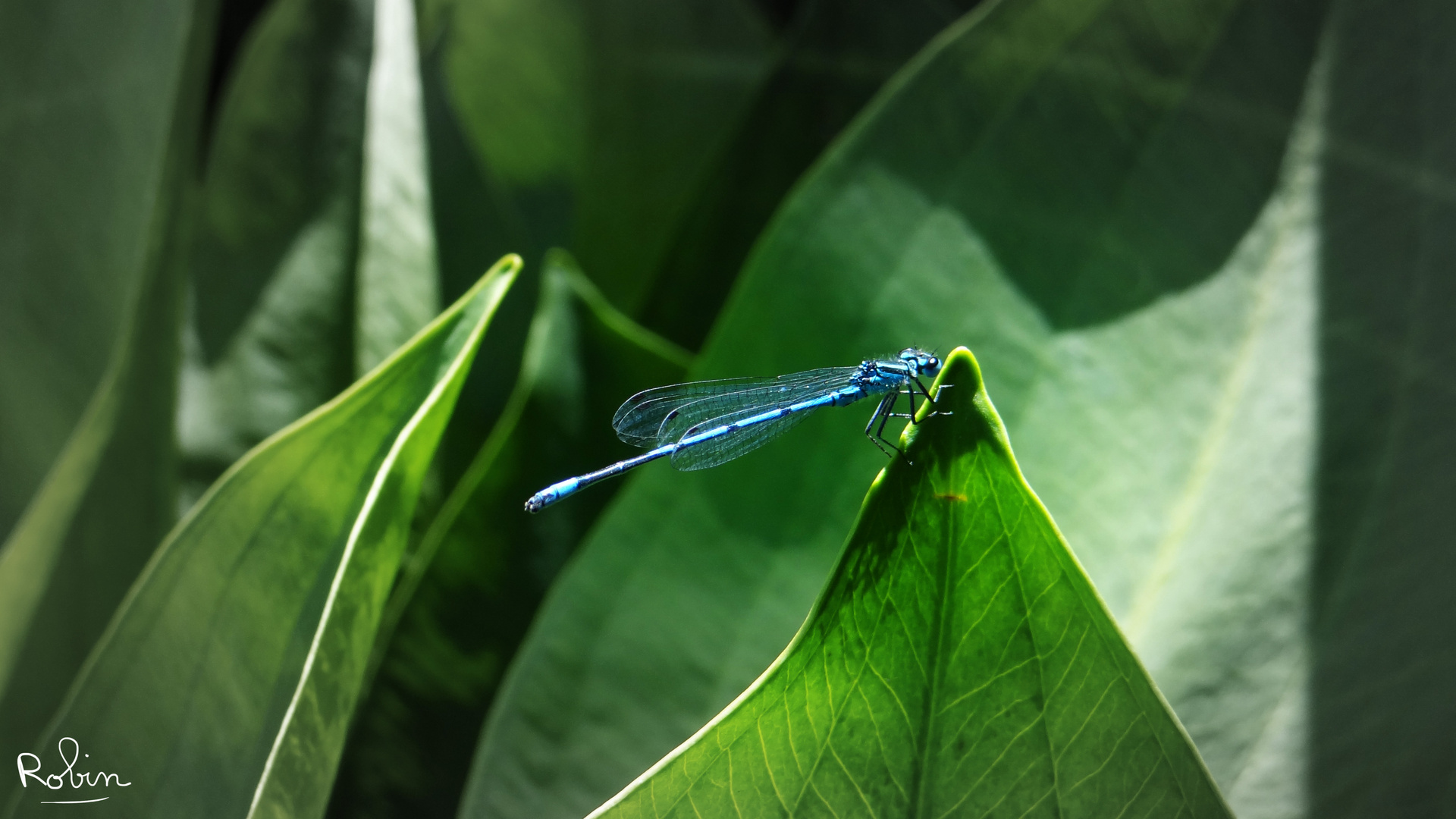 Une belle libellule bleue ! photo et image | macro nature, macro ...