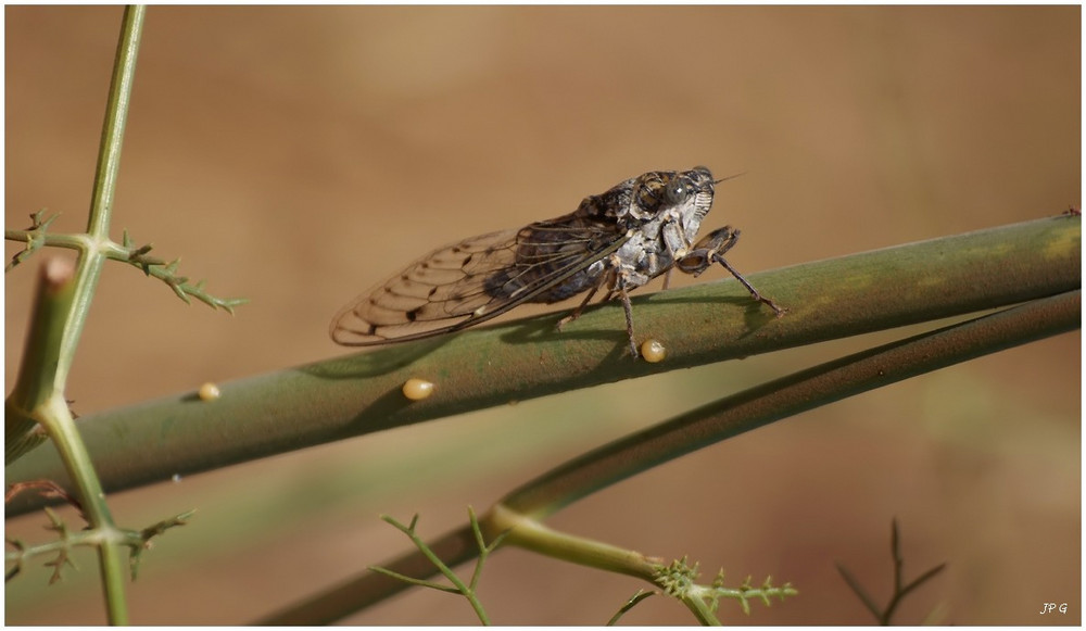 Une cigale . photo et image | macro nature, macro divers, galerie ...