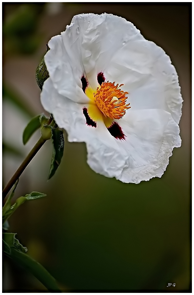 Une ciste à gomme . photo et image | macro nature, macro orchidées ...
