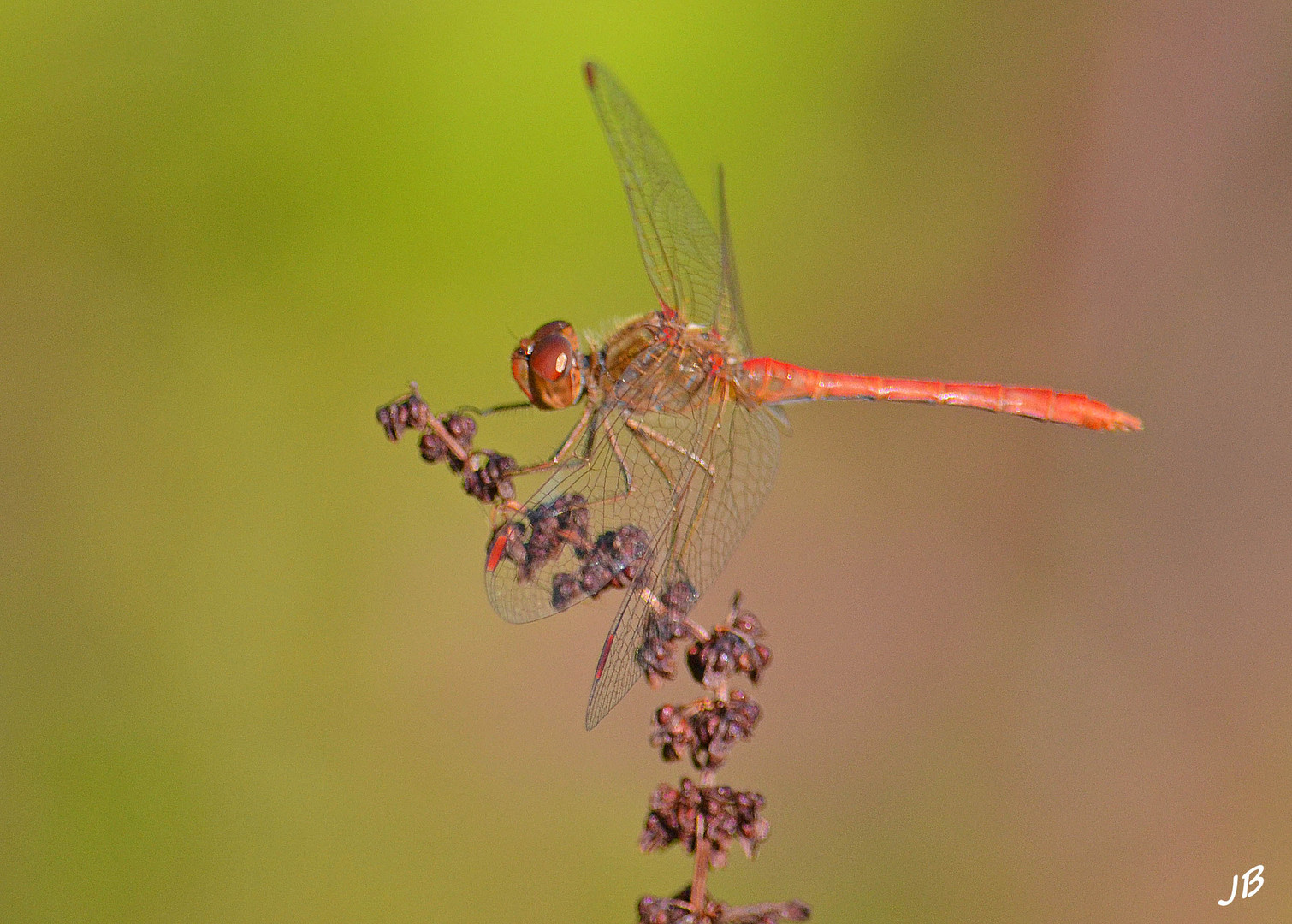 Une des dernières libellules photo et image | 25 09 2018, nature Images ...