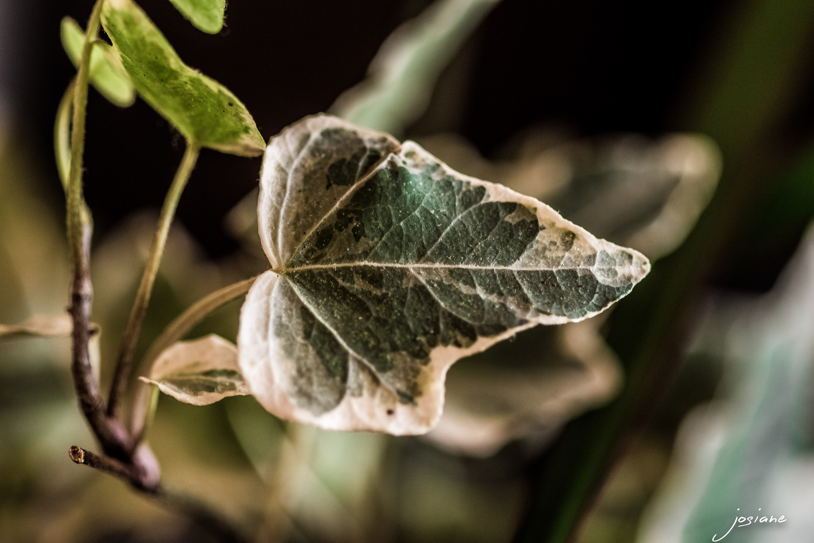 UNE FEUILLE photo et image | nature, plante Images fotocommunity