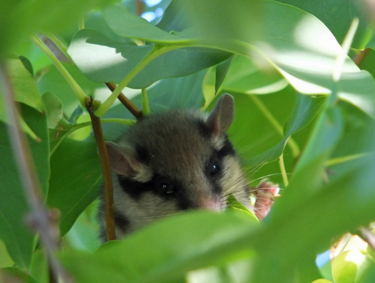 Une fin heureuse photo et image | animaux, animaux domestiques, chats ...