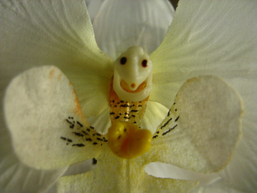 Une fleur assez bizarre photo et image | fleurs, nature Images ...